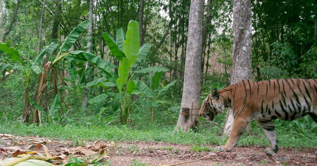 Tiger sighting in Thailand signals conservation success | World ...