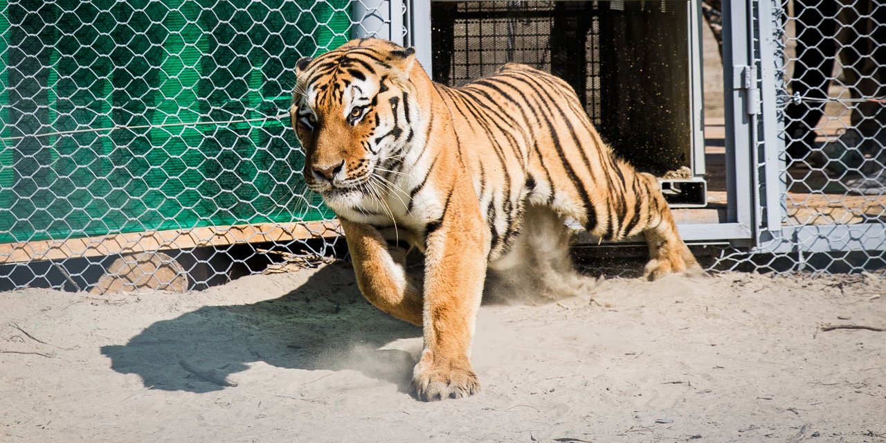 Hope for Tigers: A Comeback in Asia’s Wild Landscapes | World Wildlife Fund