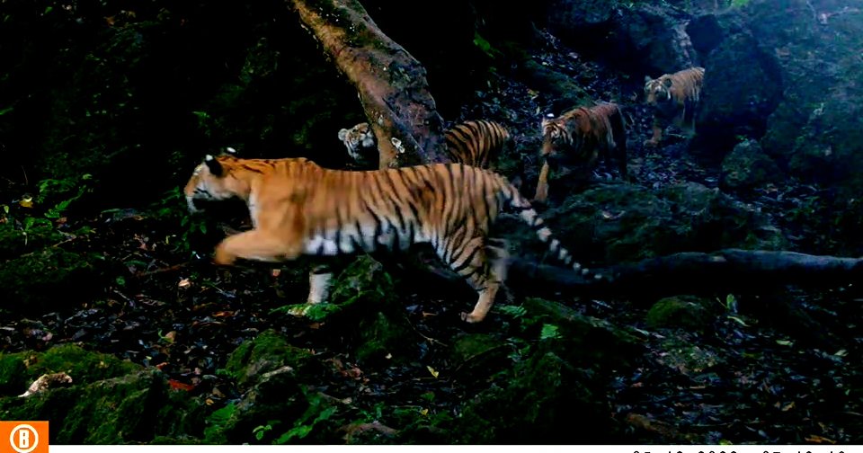 Rare Video of Tigress and Cubs Spotted in Thailand | WWF