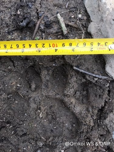 Hope for Tigers: A Comeback in Asia’s Wild Landscapes | World Wildlife Fund