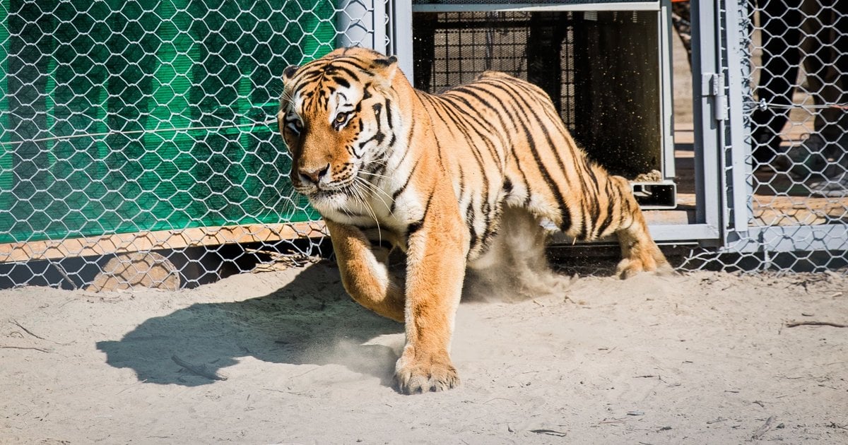 Hope for Tigers: A Comeback in Asia’s Wild Landscapes | WWF