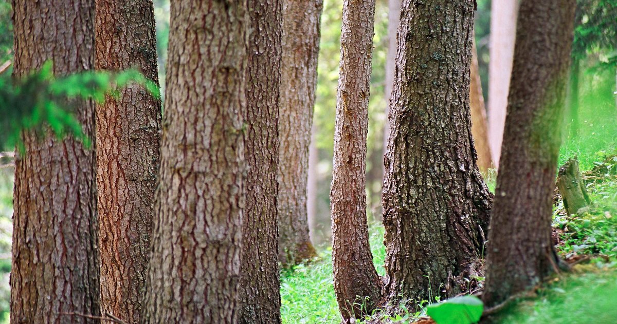 Wood Furniture Scorecard Drives Sustainable Sourcing | World Wildlife Fund