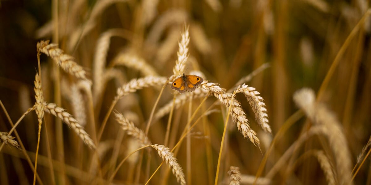 WWF Launches Study on Regenerative Farming and Food Loss | World ...