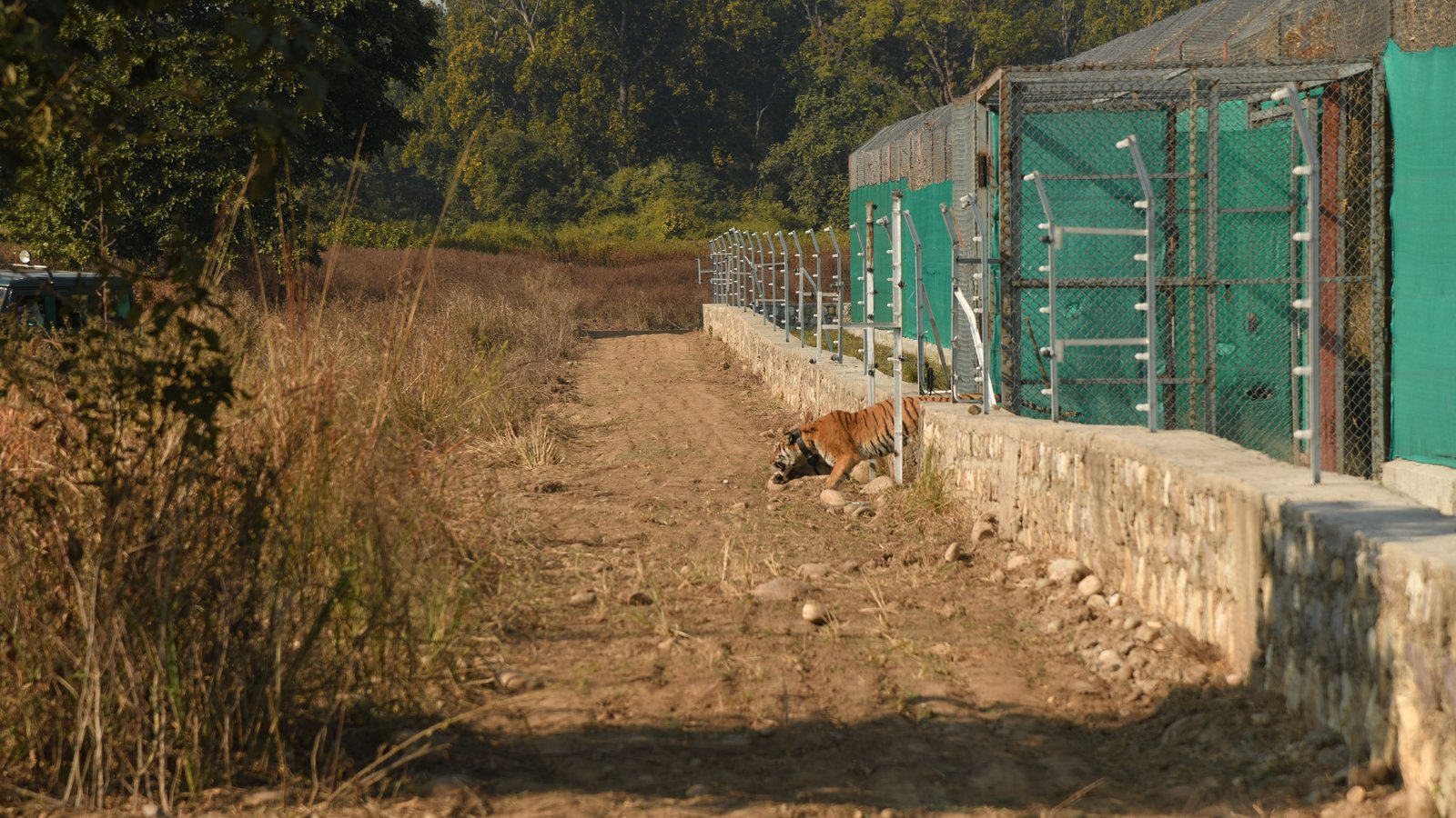 Why Expanding Tiger Habitats Matters | WWF